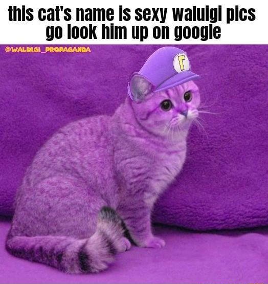 This cat's name is sexy waluigi pics go look him up on google @WALIAGI ...
