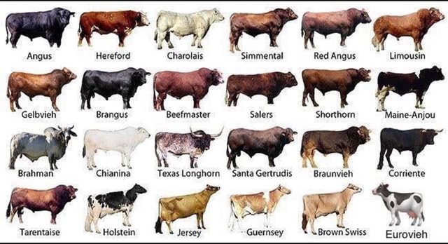 Angus Hereford Charolais Simmental Red Angus Limousin Gelbvieh Brangus ...
