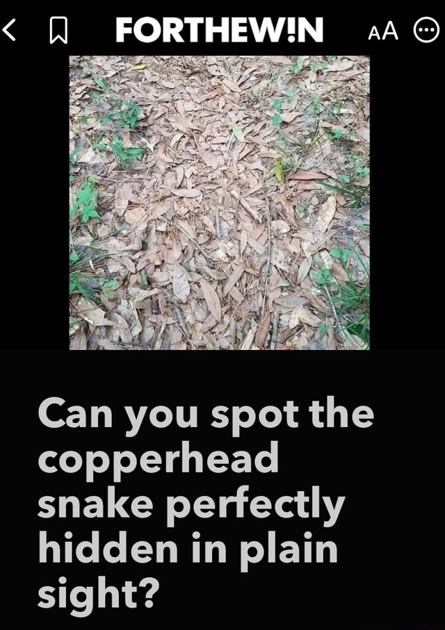 FORTHEWIN Can you spot the copperhead snake perfectly hidden in plain ...