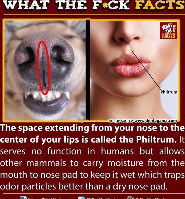 WHAT THE FeCK FACTS Philtrum The space extending from your nose to the ...