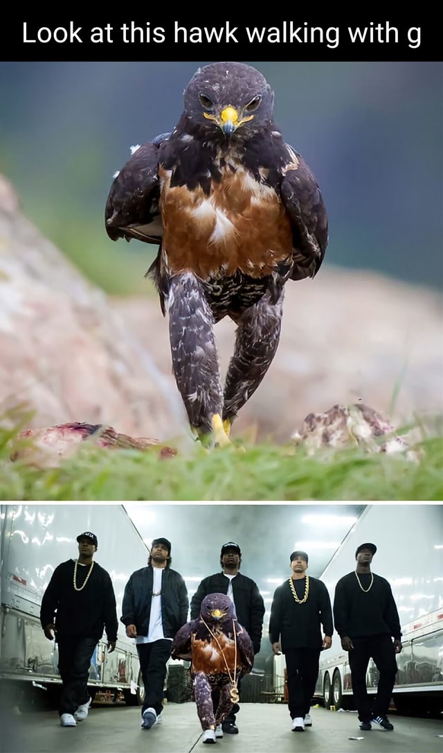Look at this hawk walking with g - iFunny