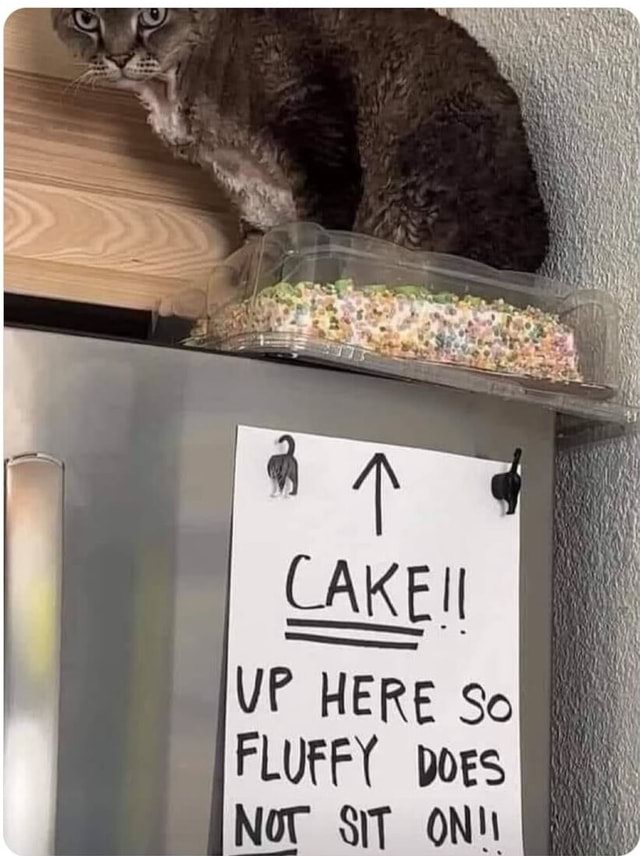SSS CA VP HERE FLUFFY Nor SIT ON' - America’s best pics and videos