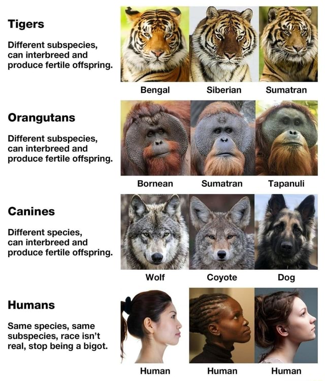 Tigers Different subspecies, can interbreed and produce fertile ...