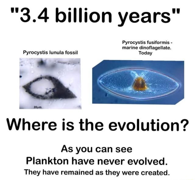 "3.4 billion years" Pyrocystis fusiformis - marine dinoflagellate ...