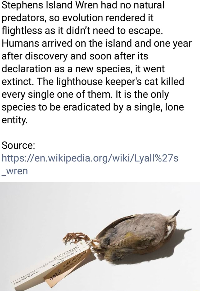 Stephens Island Wren had no natural predators, so evolution rendered it ...