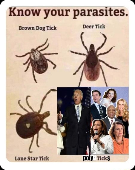Know your parasites. Brown Dog Tick Deer Tick Lone Star Tick poly ...