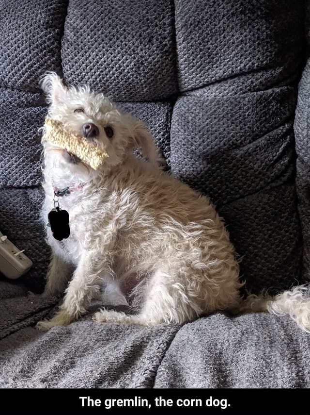 The corn dog The gremlin, - The gremlin, the corn dog. - seo.title