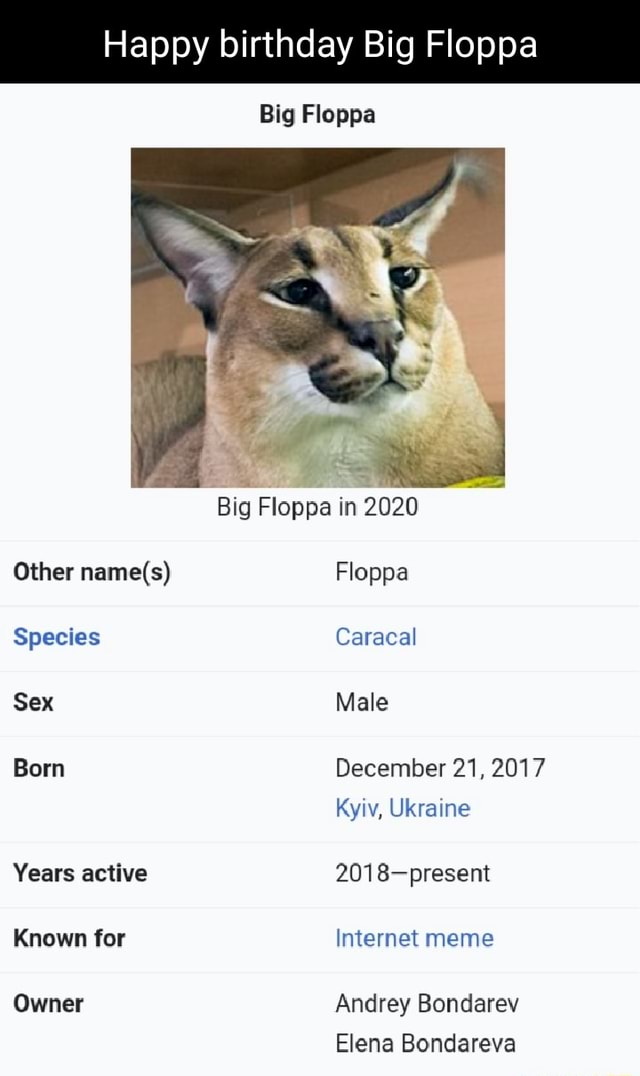 Happy Birthday Big Floppa Big Floppa Big Floppa In 2020 Other Floppa Species Caracal Sex Male