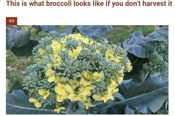 This is what broccoli looks like if you don't harvest it - iFunny