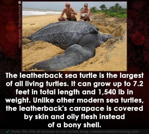 The leatherback sea turtle is the largest of all living turtles. It can ...