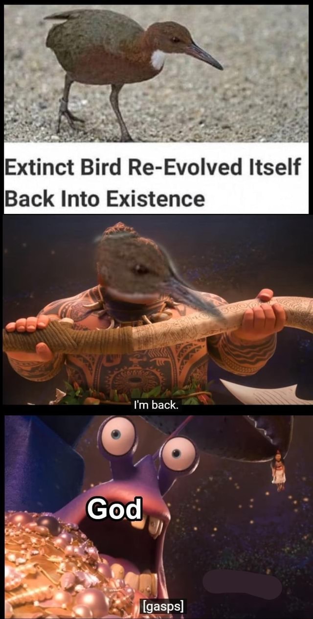 Extinct Bird Re- Evolved Itself Back Into Existence back. God igasps ...