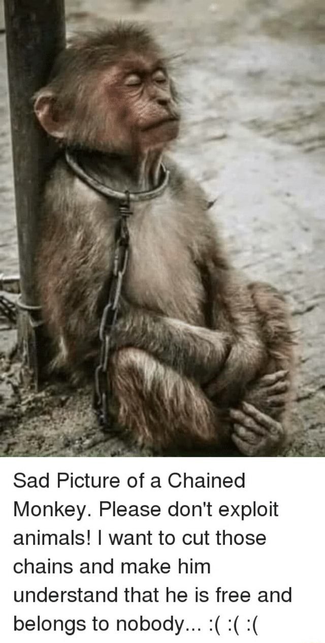 Sad Picture of a Chained Monkey. Please don't exploit animals! I want ...