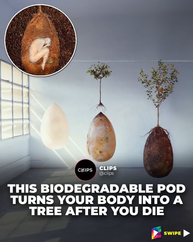 The Capsula Mundi, designed by Italians Raoul Bretzel and Anna Citelli ...