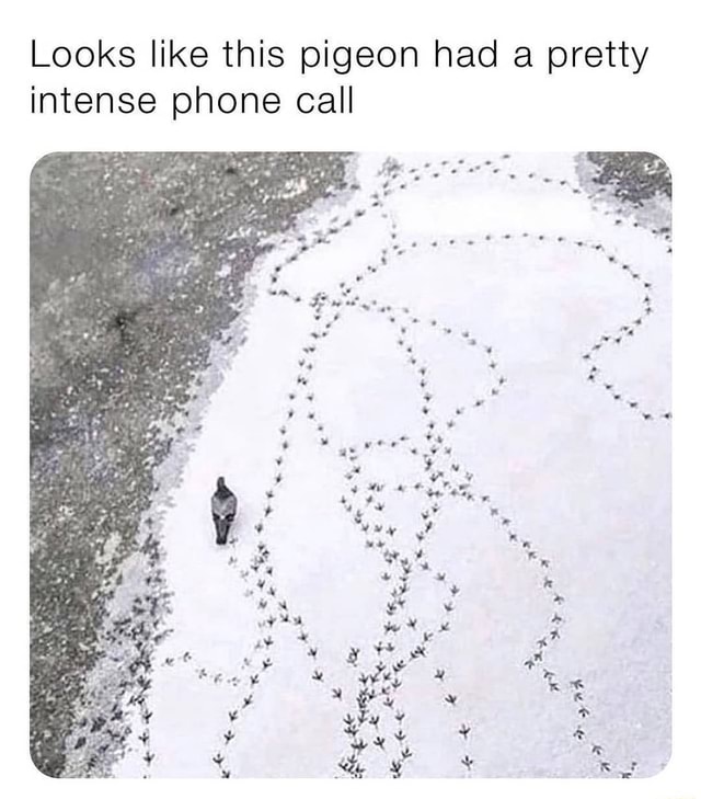 Looks like this pigeon had a pretty intense phone call Be - iFunny
