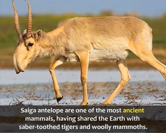 Saiga antelope are one of the most ancient mammals, having shared the ...