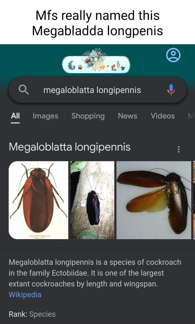 Mfs really named this Megabladda longpenis megaloblatta longipennis All ...