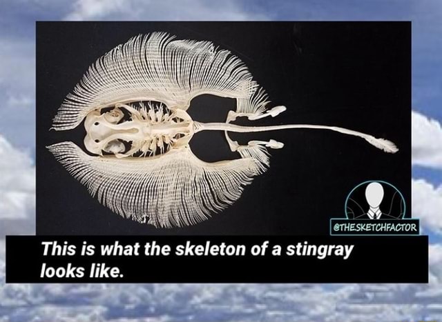 Mmwmmk This is what the skeleton of a stingray looks like. - iFunny