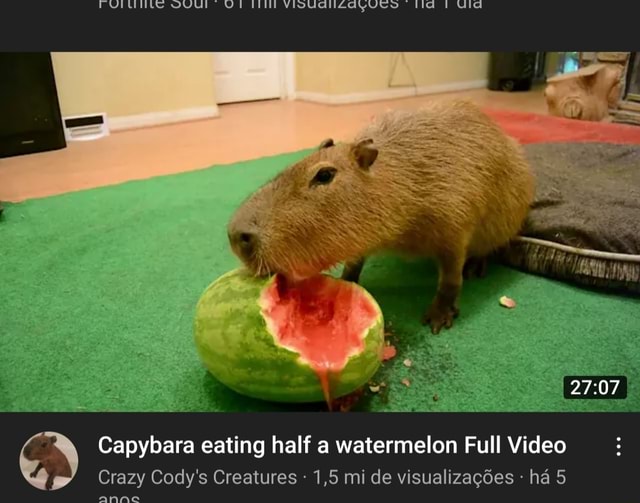 UL Ula Capybara eating half a watermelon Full Video Crazy Cody's ...