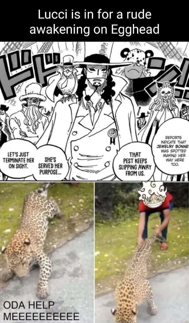 Lucci is in for a rude awakening on Egghead LET'S JUST A HER TERMINATE ...