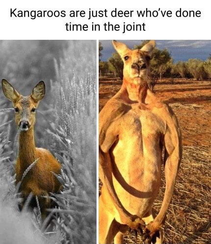 Kangaroos are just deer who've done time in the joint - iFunny