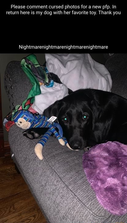 Please comment cursed photos for a new pfp. In return here is my dog ...