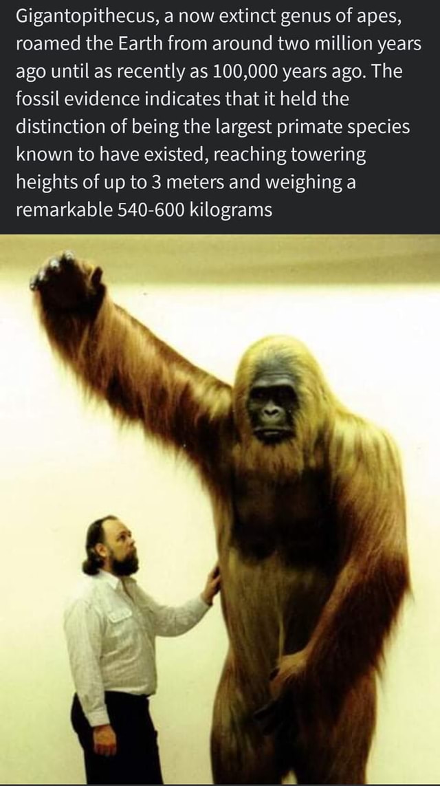 Gigantopithecus, a now extinct genus of apes, roamed the Earth from ...