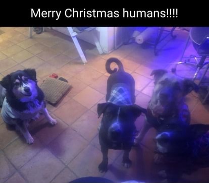 Merry Christmas humans - America’s best pics and videos