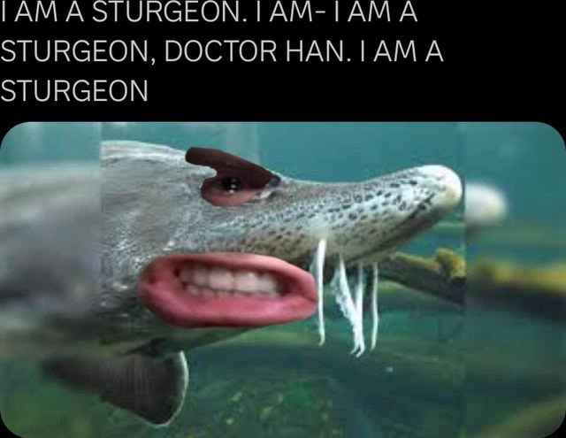 LAM A STURGEON. LAM-TLAM A STURGEON, DOCTOR HAN. AMA STURGEON - iFunny