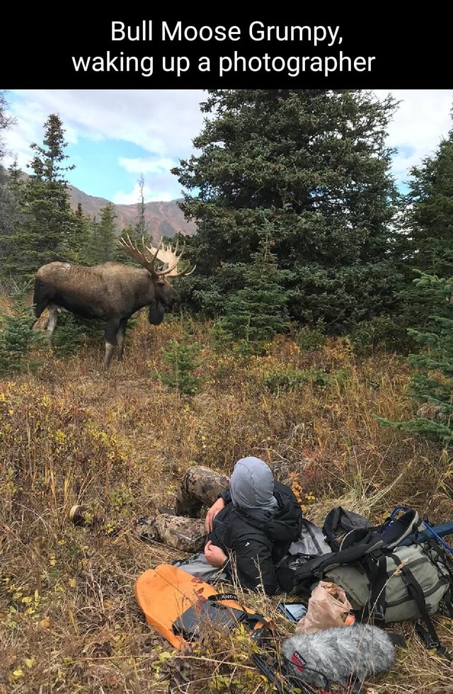 Bull Moose Grumpy, waking up a photographer - iFunny