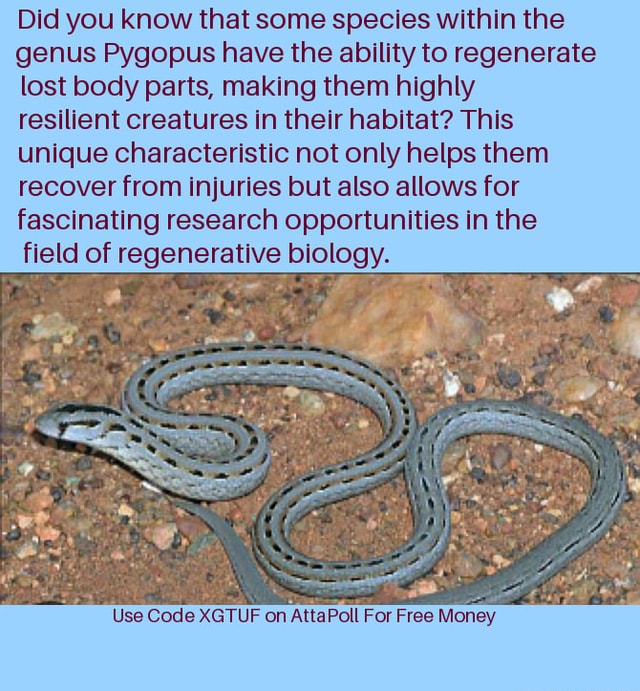 Did you know that some species within the genus Pygopus have the ...