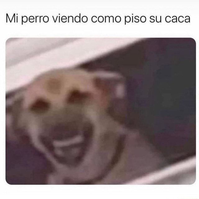 Mi perro viendo como piso su caca - iFunny