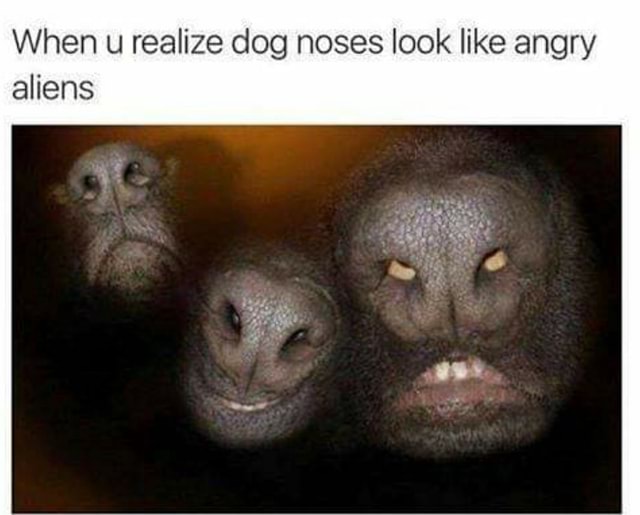 When u realize dog noses look like angry aliens - America’s best pics ...