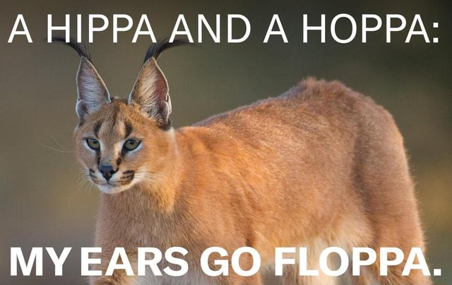 A HIPPA AND A HOPPA: MY EARS GO FLOPPA. - iFunny