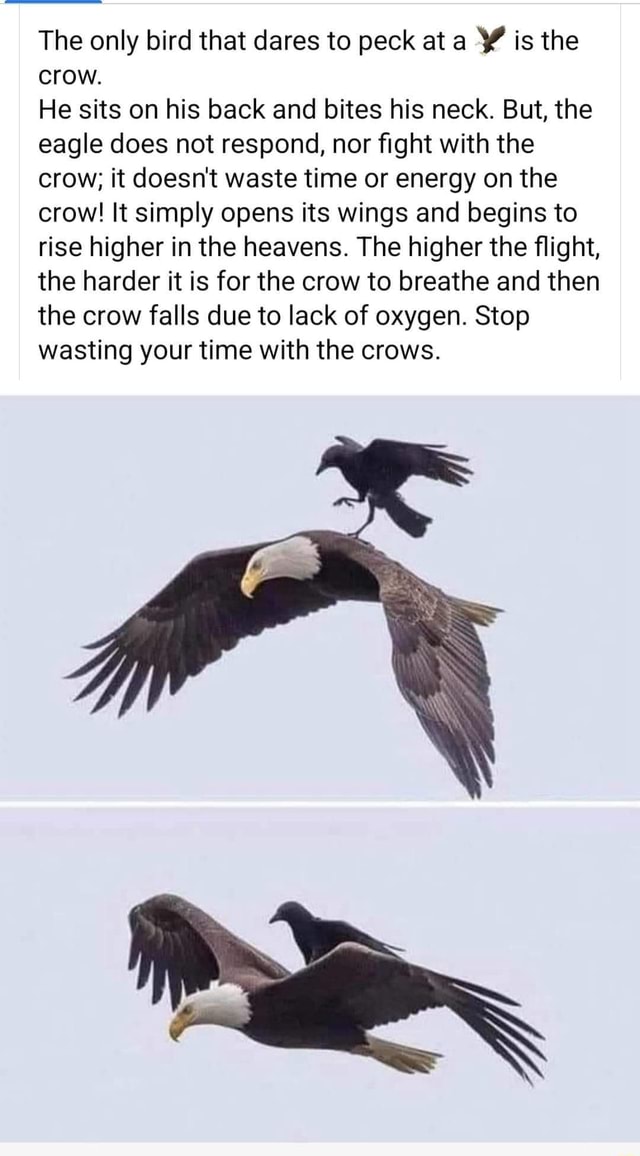 The only bird that dares to peck at a is the crow. He sits on his back ...