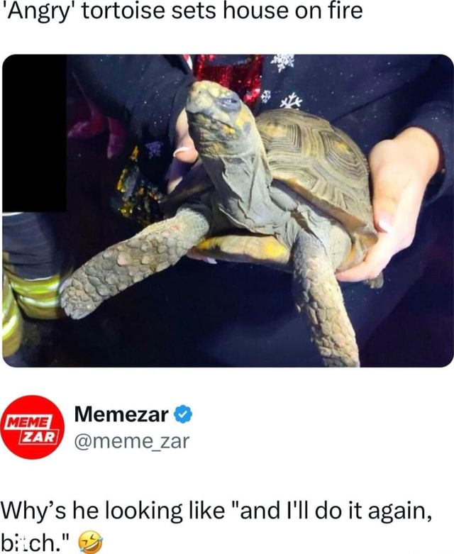 'Angry tortoise sets house on fire Memezar @meme zar biich." Why's he ...