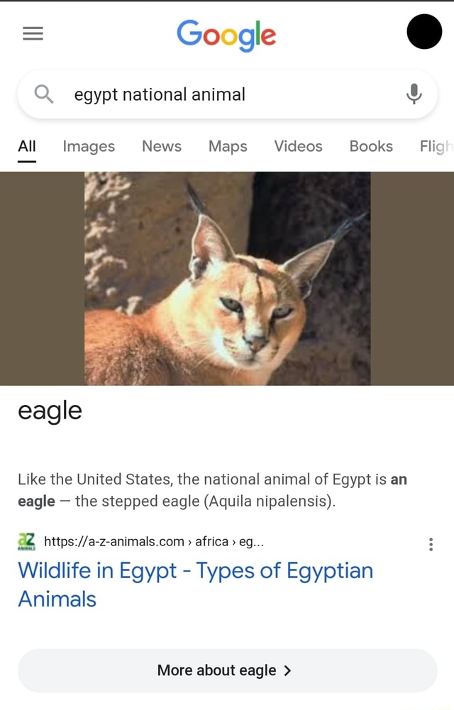 Google egypt national animal All Images News Maps_ Videos Books Fiic ...