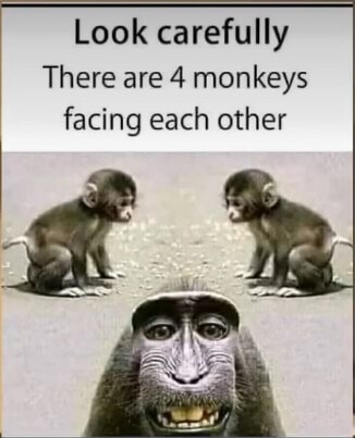 Look carefully There are 4 monkeys facing each other - America’s best pics and videos