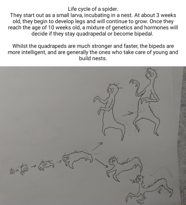 Life cycle of a spider. They start out as a small larva, incubating in ...