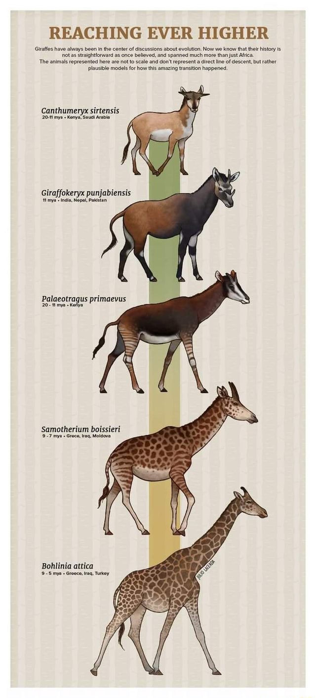 REACHING EVER HIGHER Giraffes have always been in the center of ...