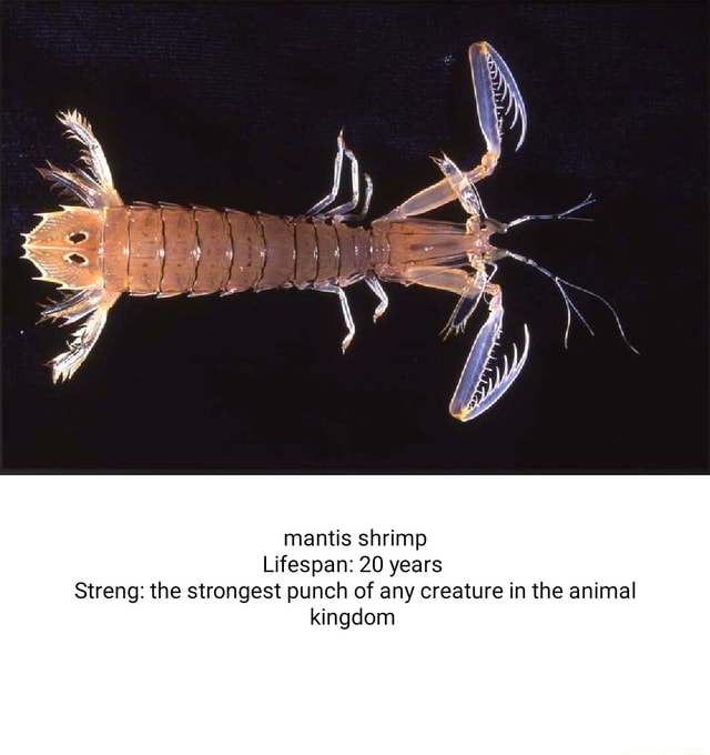 Mantis shrimp Lifespan: 20 years Streng: the strongest punch of any ...