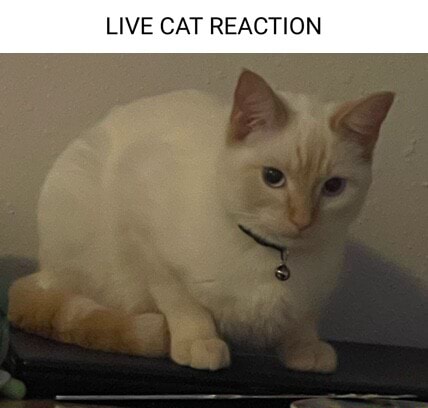 LIVE CAT REACTION - iFunny