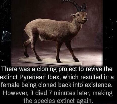 There was a cloning project to revive the extinct Pyrenean Ibex, which ...