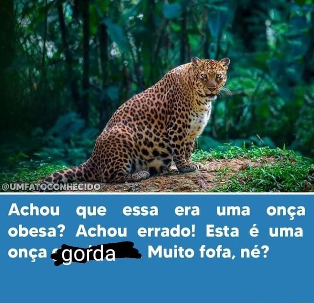 QUMPATOE Achou que essa era uma onça obesa? Achou errado! Esta é uma ...