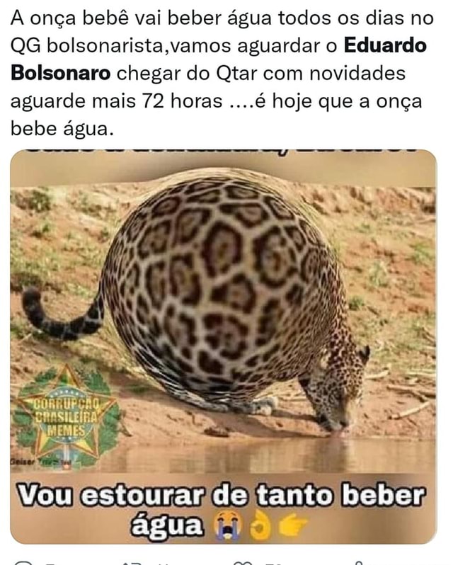 Onça bebê vai beber água todos os dias no QG bolsonarista vamos ...