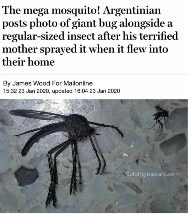 The mega mosquito! Argentinian posts photo of giant bug alongside a ...