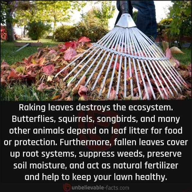 Raking leaves destroys the ecosystem. Butterflies, squirrels, songbirds ...