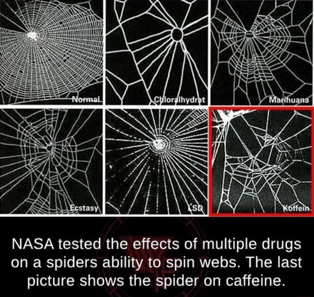 ZaNe ii WS NASA tested the effects of multiple drugs on a spiders ...