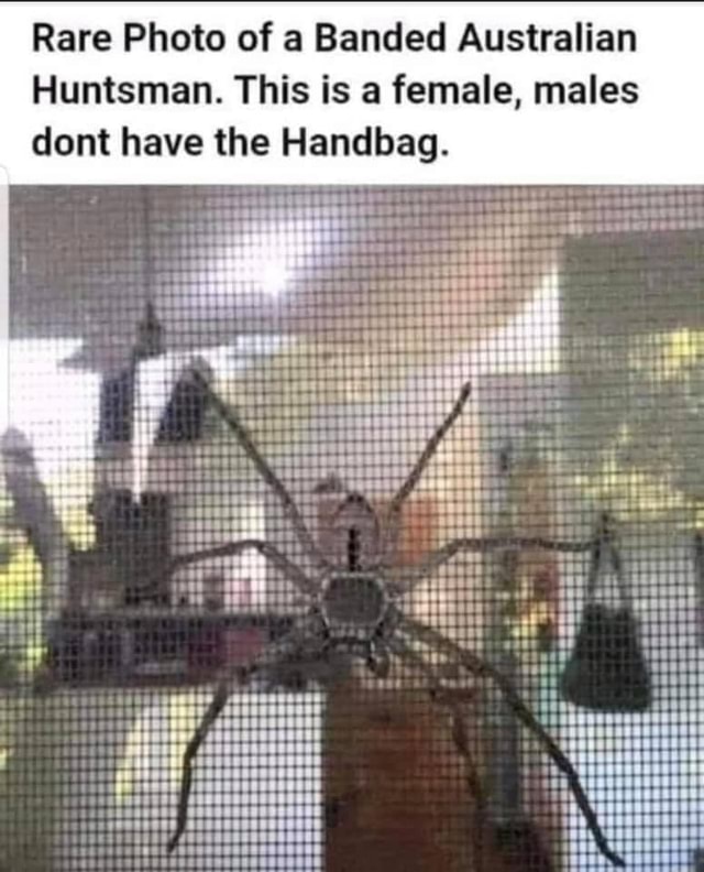 Australia, chill out mate... - Rare Photo of a Banded Australian ...