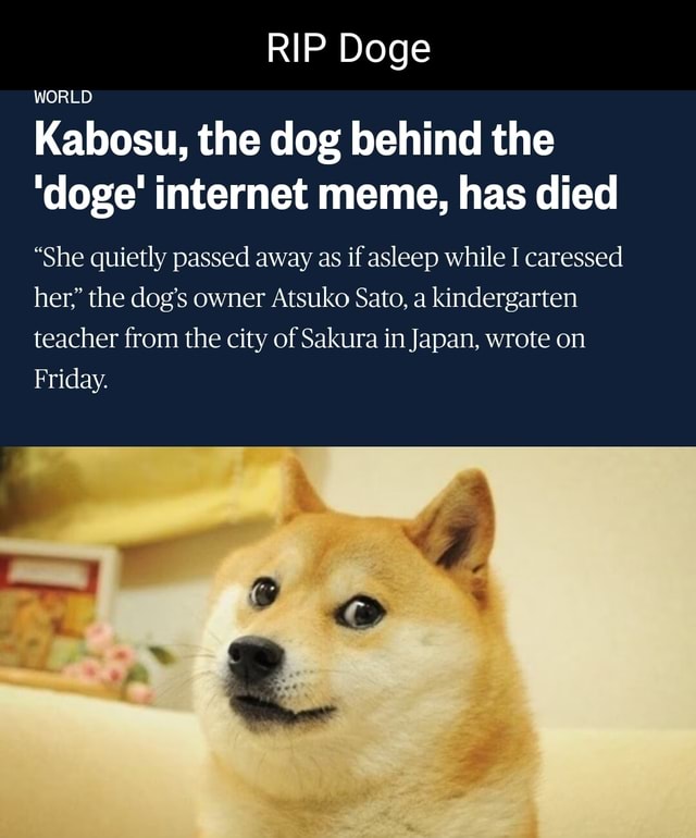RIP Doge WORLD Kabosu, the dog behind the 'doge' internet meme, has ...