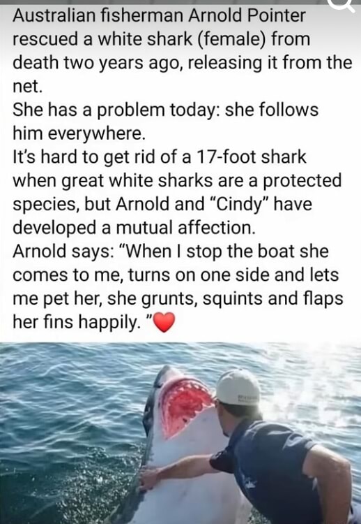 Australian fisherman Arnold Pointer rescued a white shark (female) from death two years ago ...